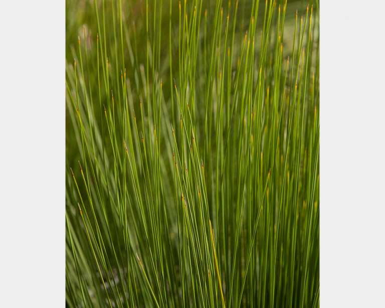 Bush Grass – Canvas Your Life